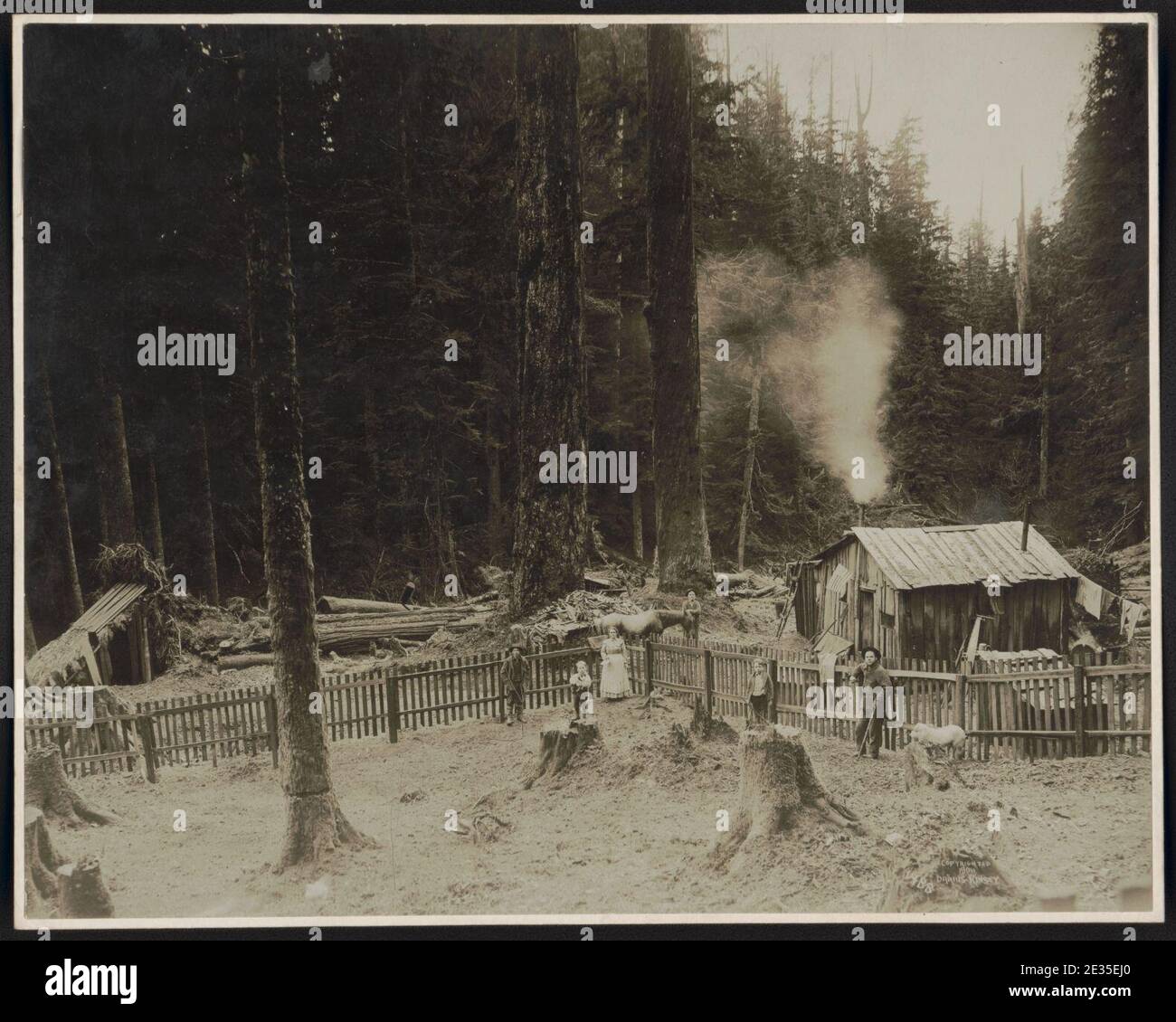 Lumbering operations hi-res stock photography and images - Alamy