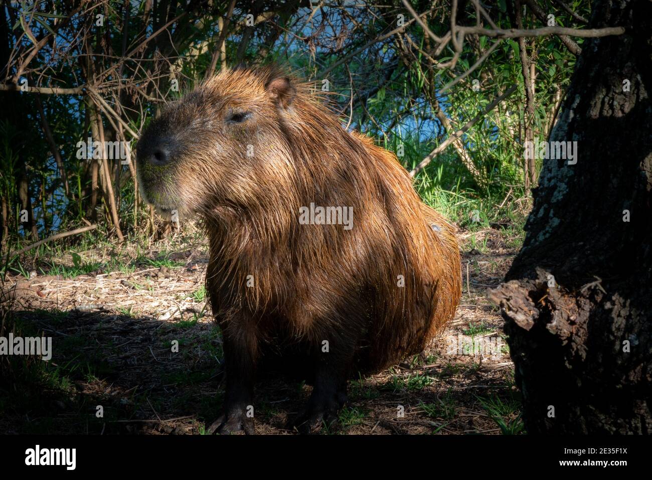 Capybara, a rodent known in South America as Capybara. in its natural ...