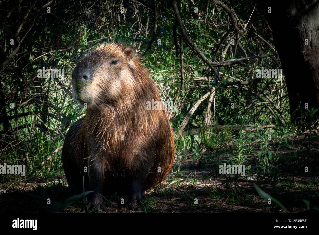 Capybara, a rodent known in South America as Capybara. in its natural ...