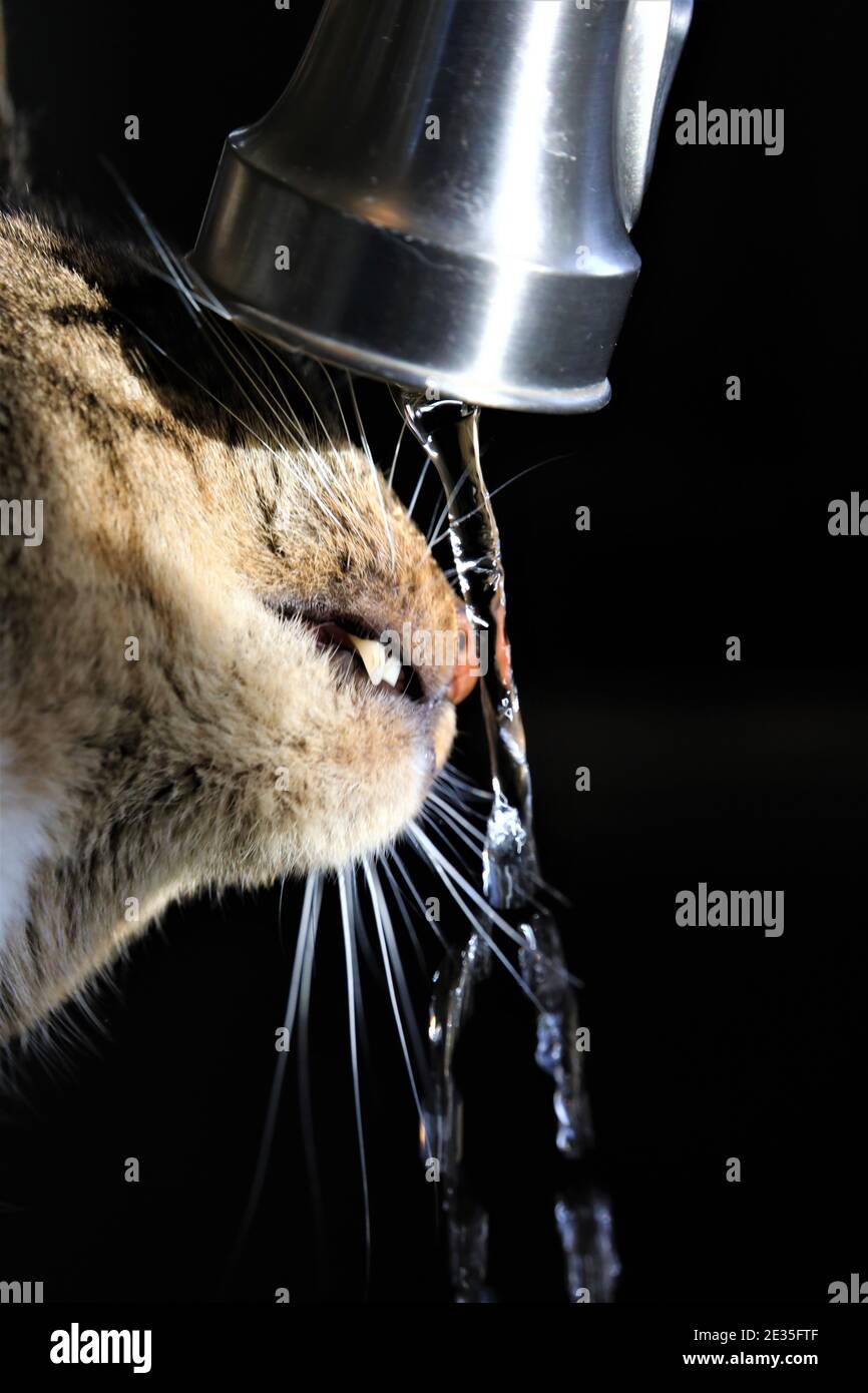 Close up of tabby cat drinking water from the family kitchen faucet ...