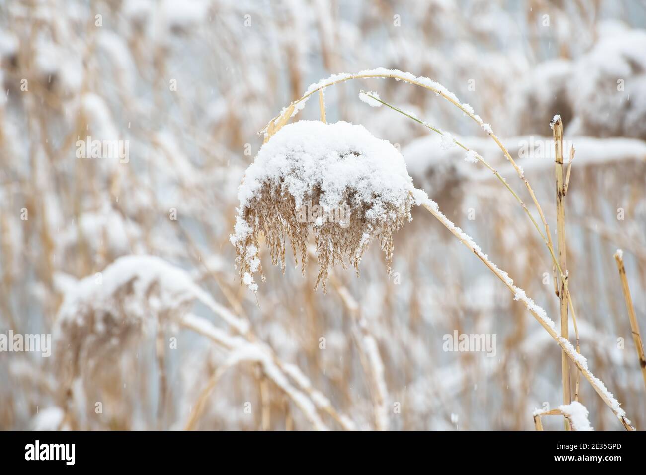The reeds covered with snow Stock Photo - Alamy