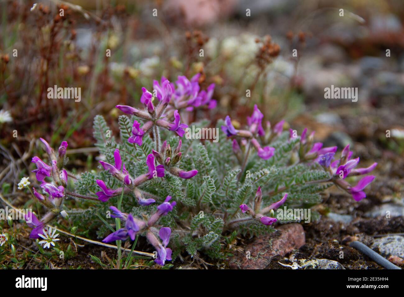 Locoweed hi-res stock photography and images - Alamy