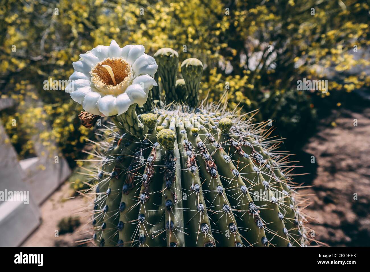 Saguaro and desert in the blooming spring Stock Photo - Alamy