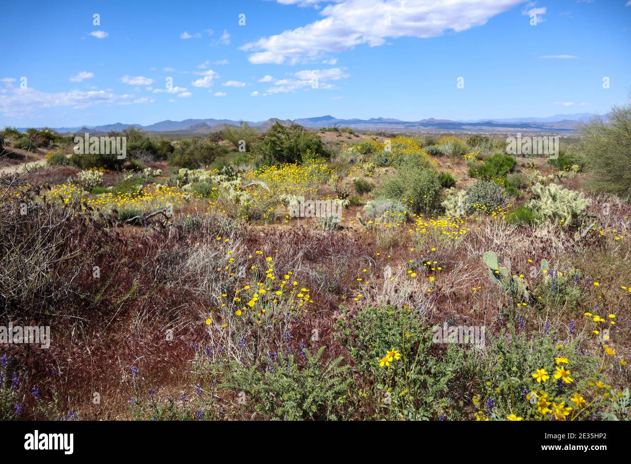 Phoenix Arizona Blooming Desert Landscape Stock Photo - Alamy