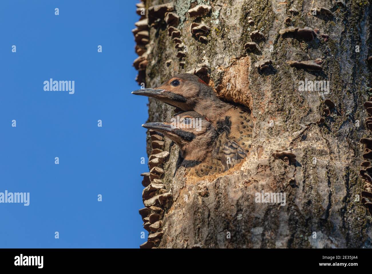 Northern flicker nestlingS in northern Wisconsin Stock Photo - Alamy