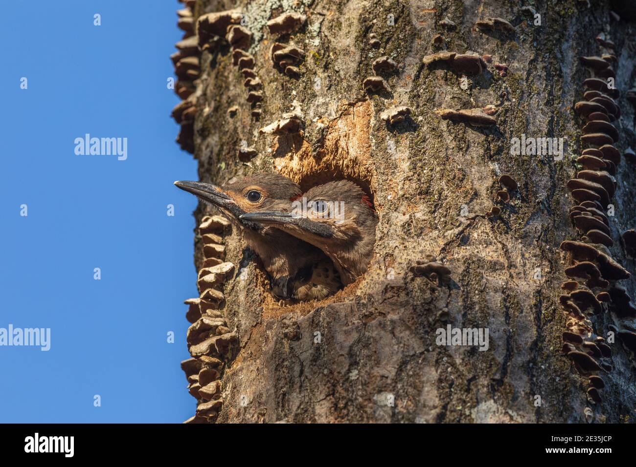 Northern flicker nestlings in northern Wisconsin Stock Photo - Alamy