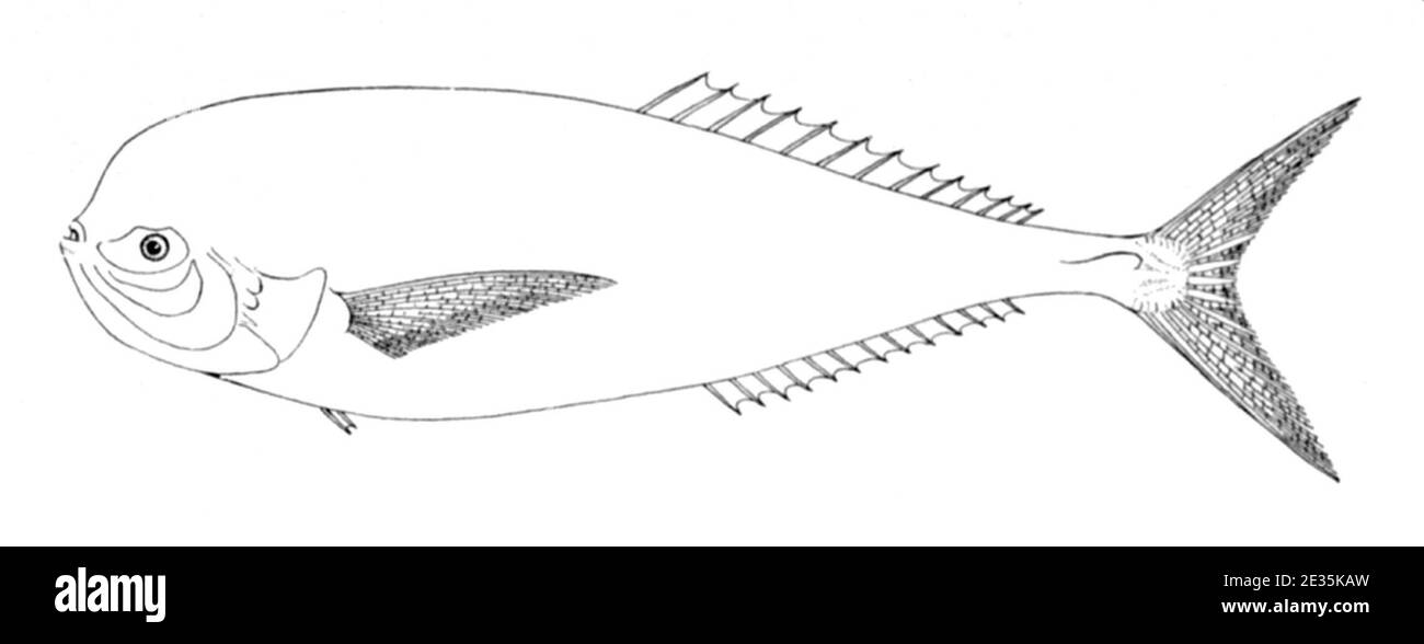 Luvarus hi-res stock photography and images - Alamy