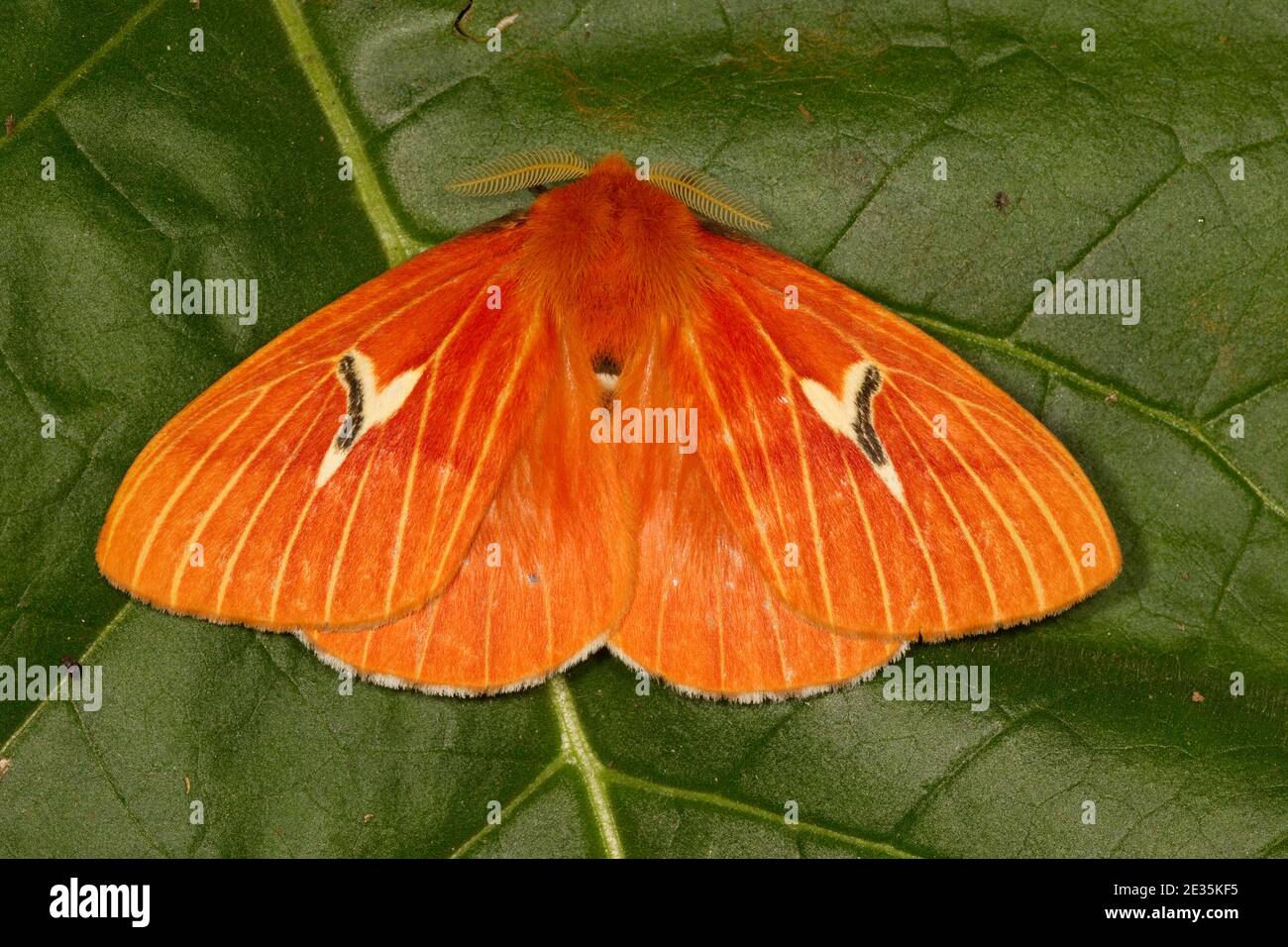 Saturniidae hi-res stock photography and images - Alamy
