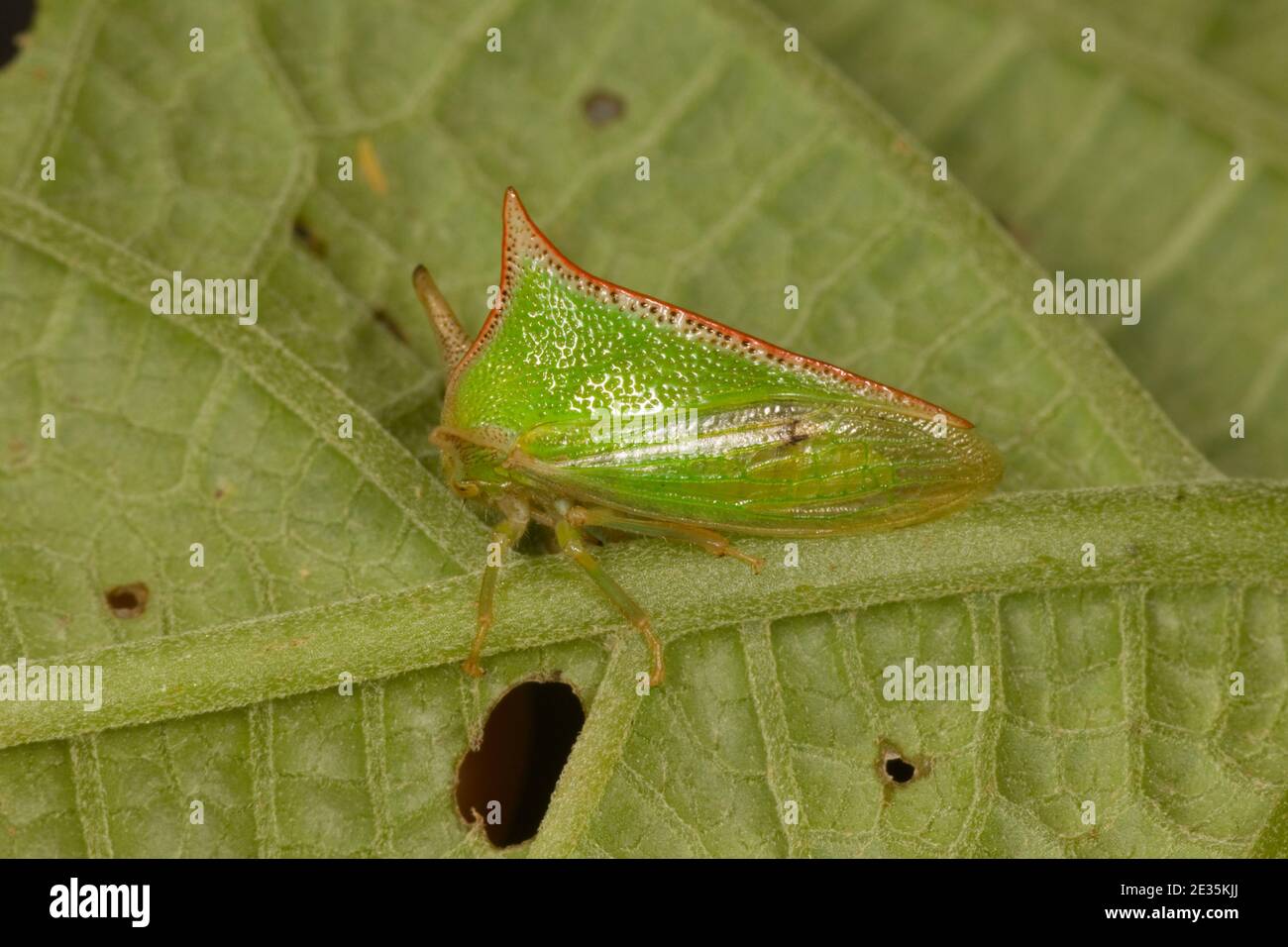 Tree hopper hi-res stock photography and images - Alamy
