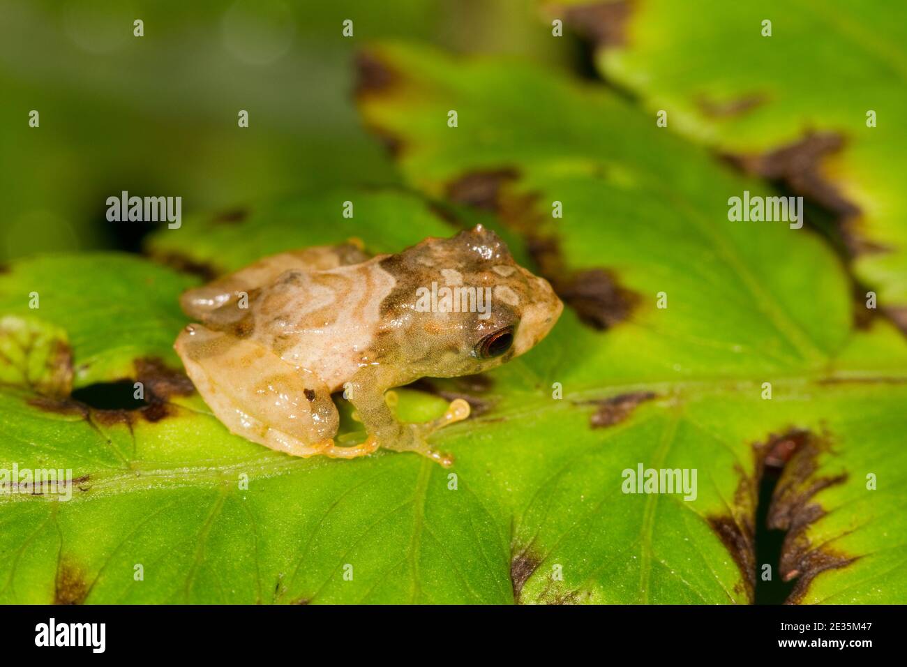Craugastoridae High Resolution Stock Photography and Images - Alamy