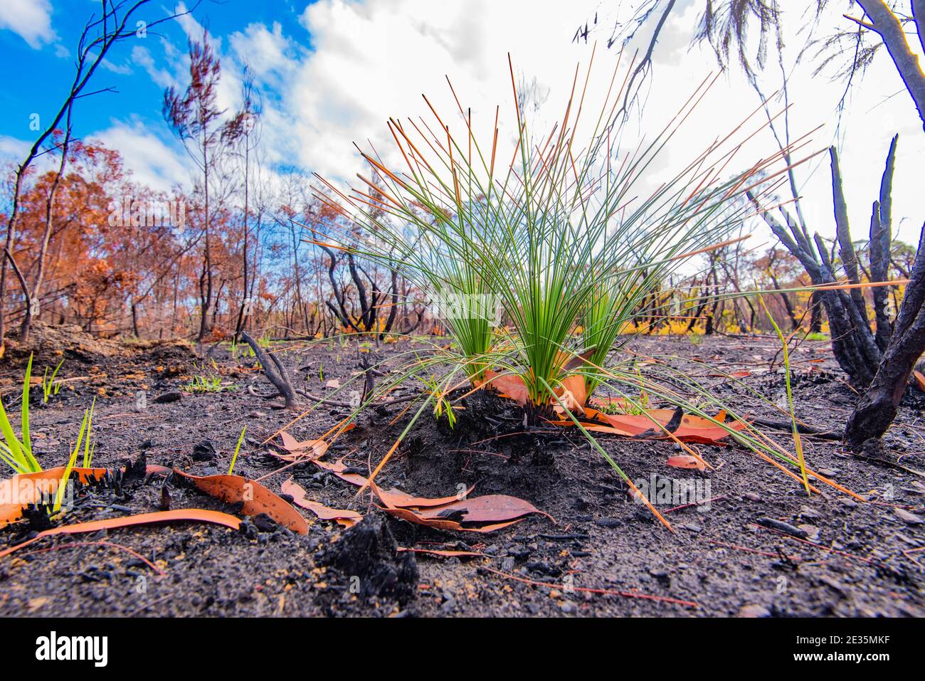 Young native Grass Trees (Genus Xanthorrhoea) sprouting from blackened ...