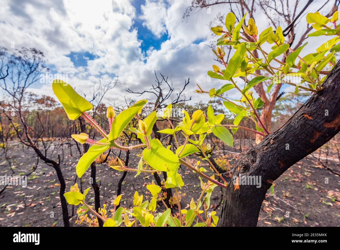 Bright green epicormic growth on native Australian trees shooting from ...