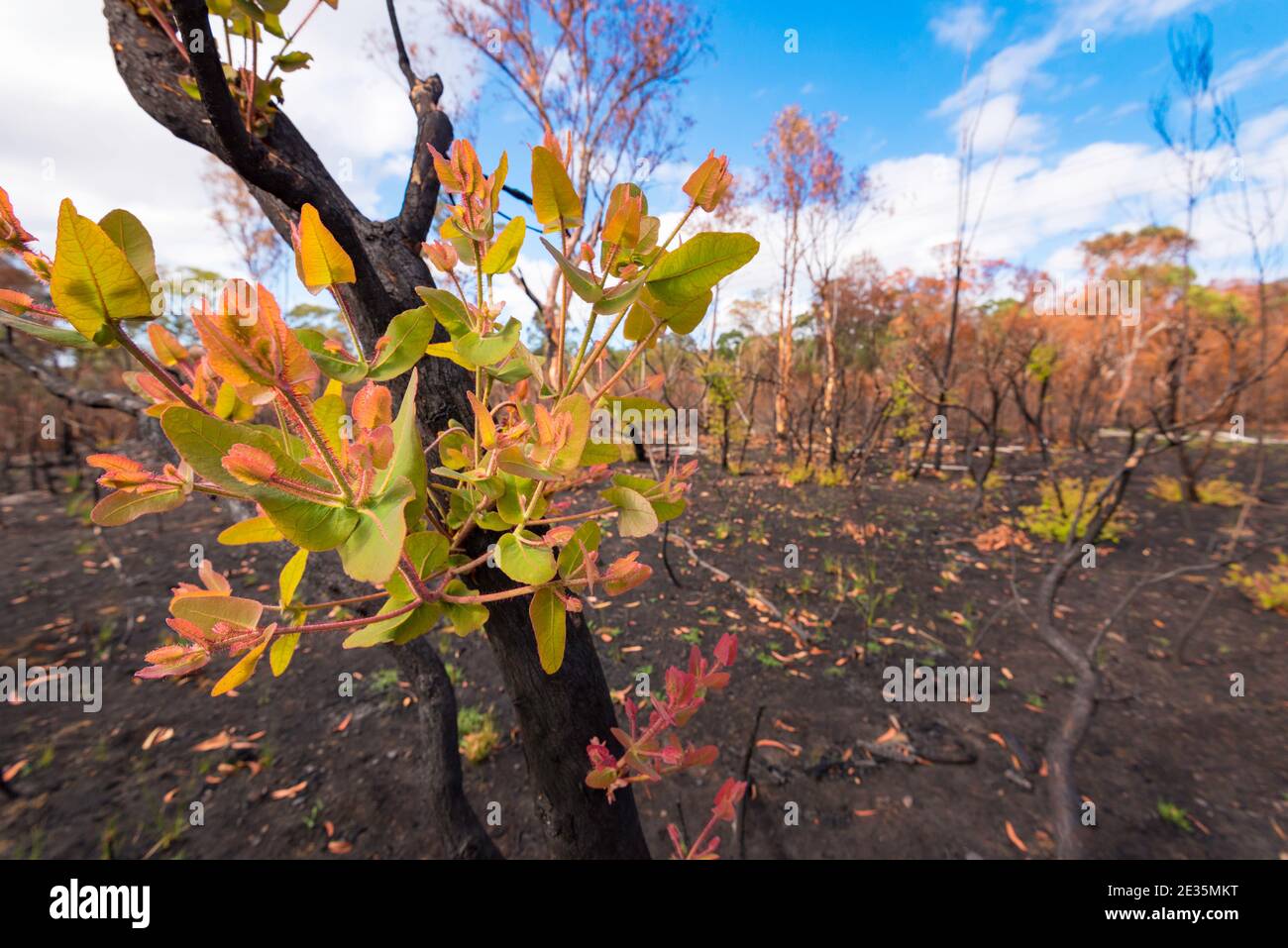 Bright green epicormic growth on native Australian trees shooting from ...
