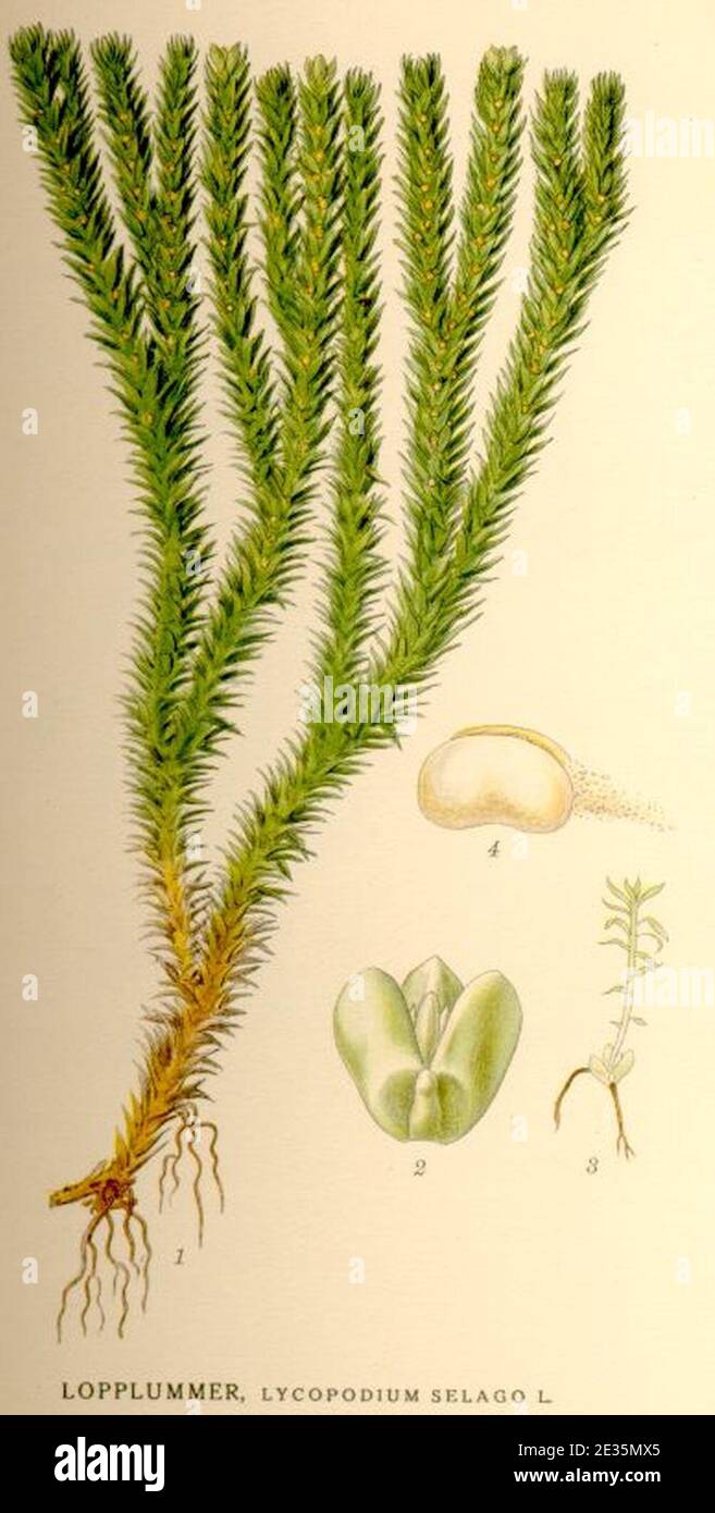 Lycopodium selago nf Stock Photo - Alamy