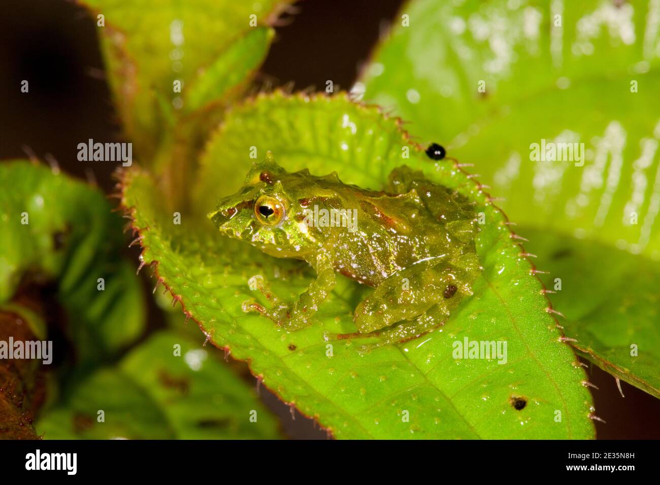 Unidentified Rain Frog, Pristimantis sp., Craugastoridae Stock Photo ...