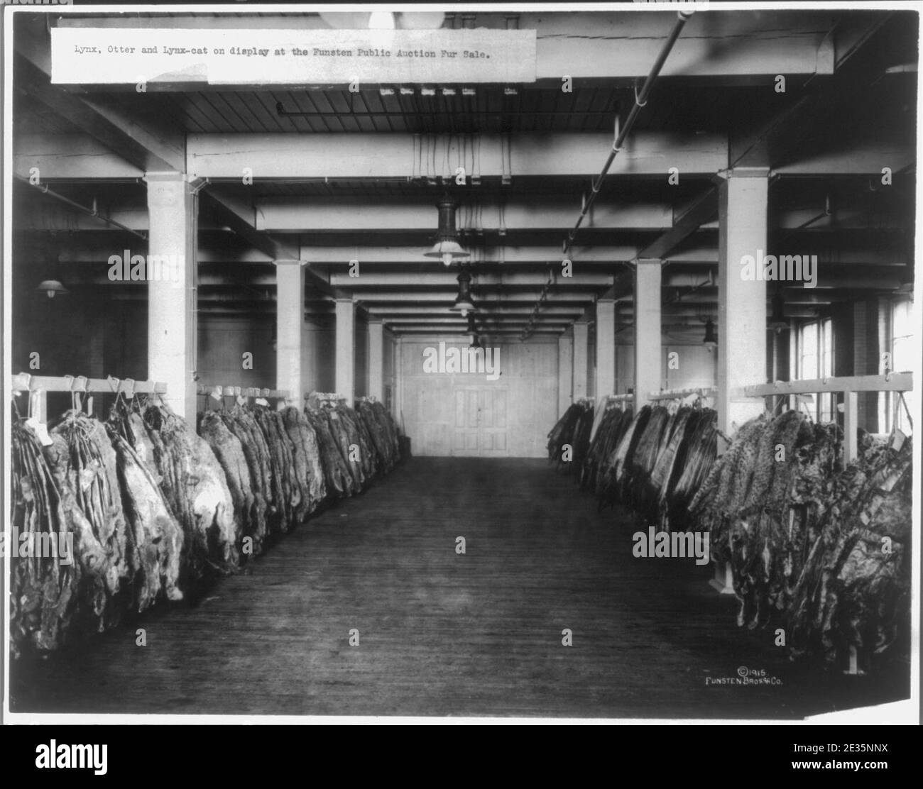 Lynx, otter and lynx-cat (furs) on display at the Funsten Public ...