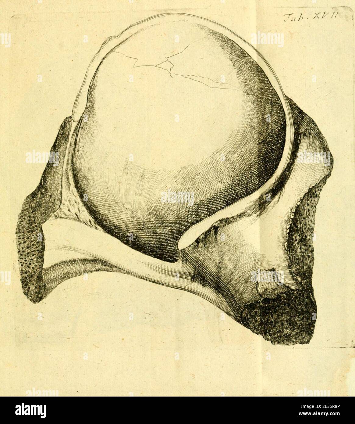 M.D.S. Buttners Rudera diluvii testes, i.e. Zeichen und Zeugen der ...