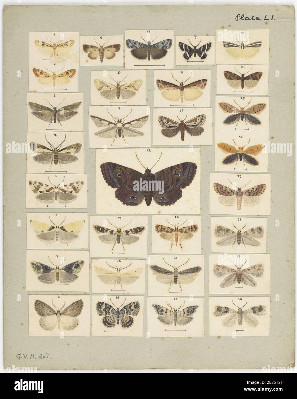 TePapa Plate-LI-The-butterflies full Stock Photo - Alamy