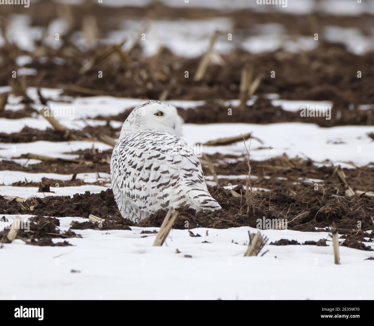 Owl looking back hi-res stock photography and images - Alamy