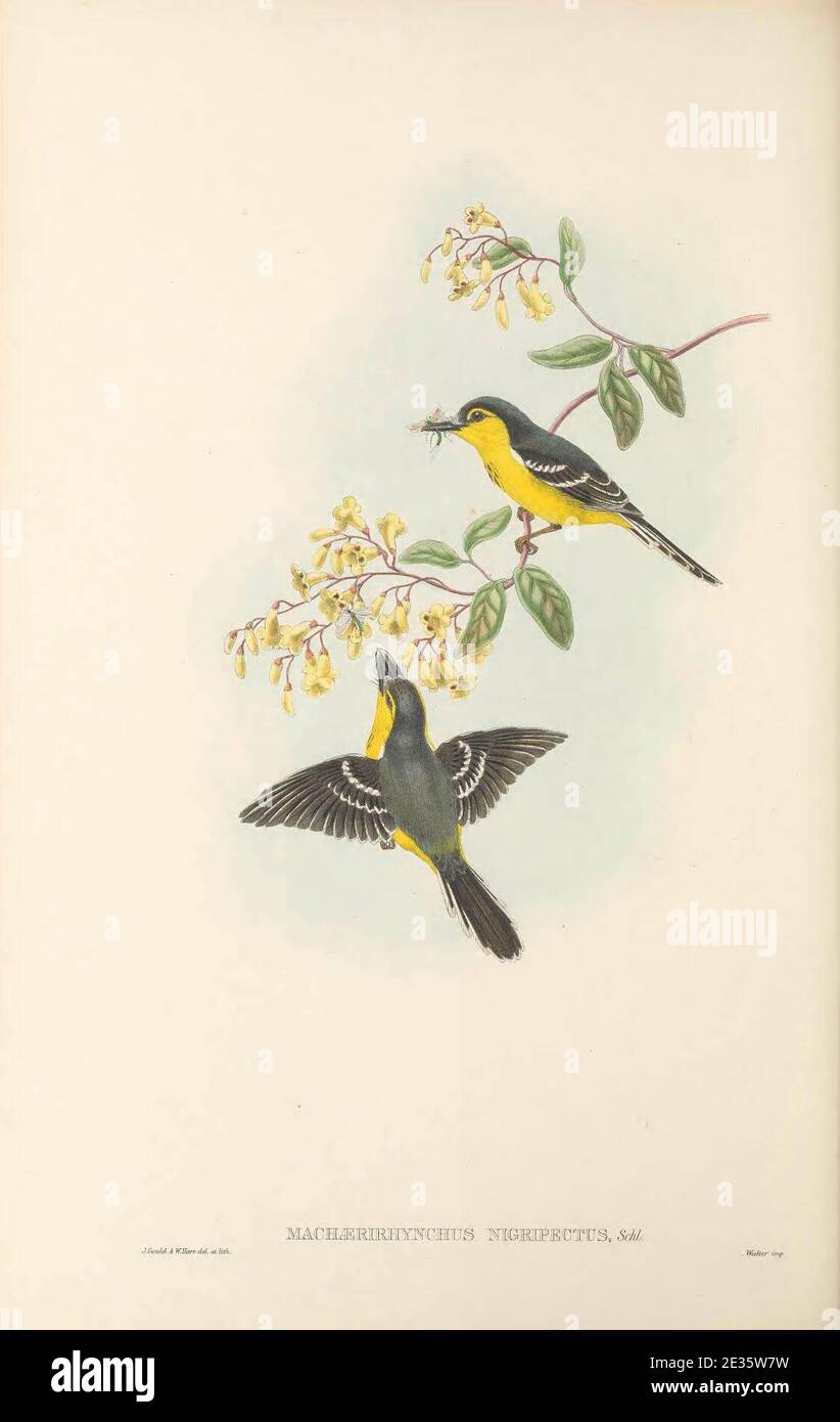 Machaerirhynchus nigripectus - The Birds of New Guinea Stock Photo - Alamy