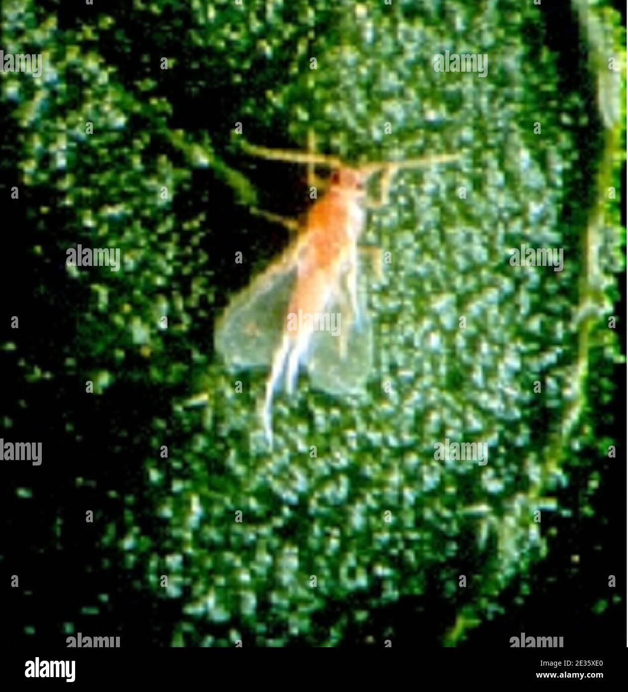 Maconellicoccus hirsutus - hibiscus mealybug - adult male Stock Photo ...