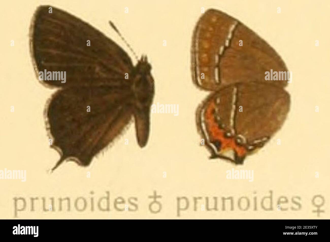 Macrolepidoptera01seitz 0153 Satyrium prunoides Stock Photo - Alamy