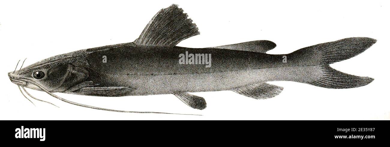 Macrones hi-res stock photography and images - Alamy