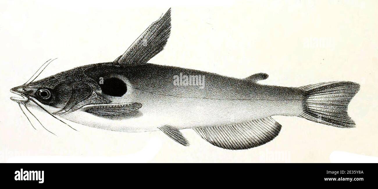 Macrones hi-res stock photography and images - Alamy