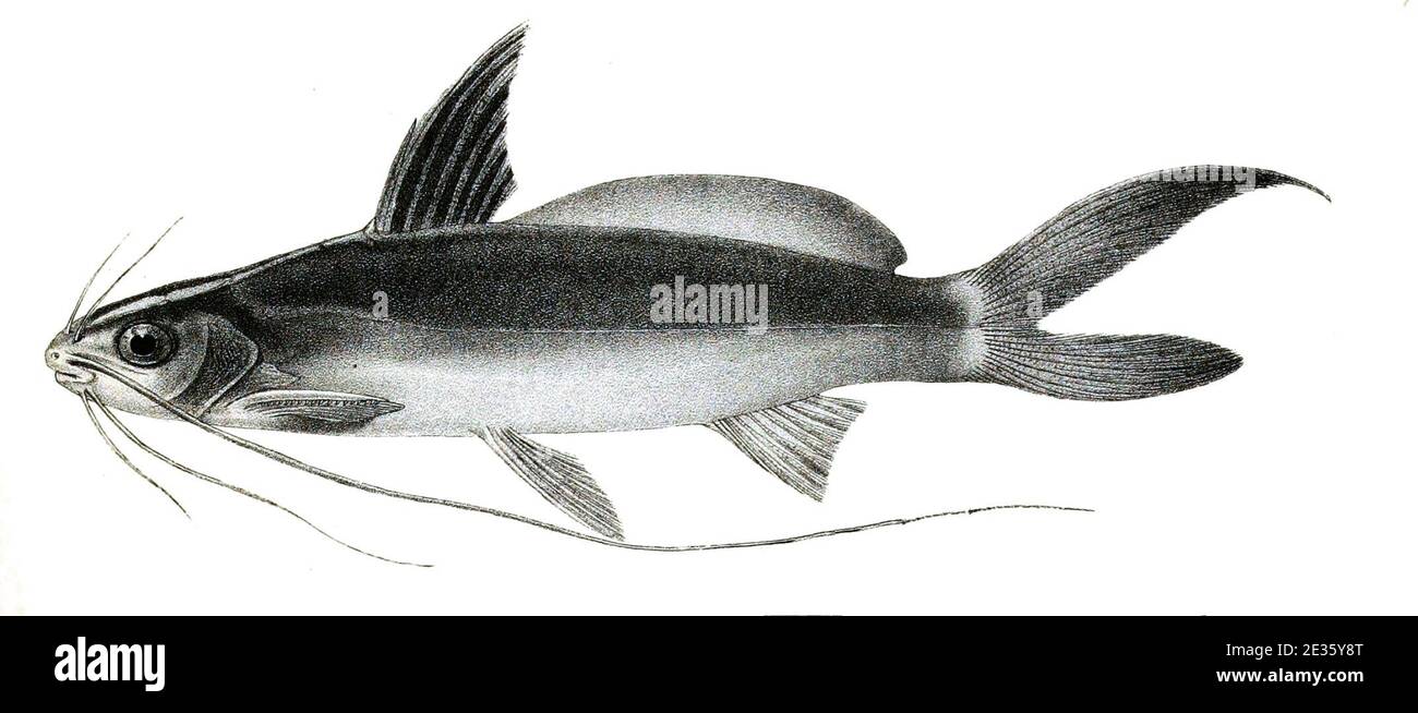 Macrones hi-res stock photography and images - Alamy