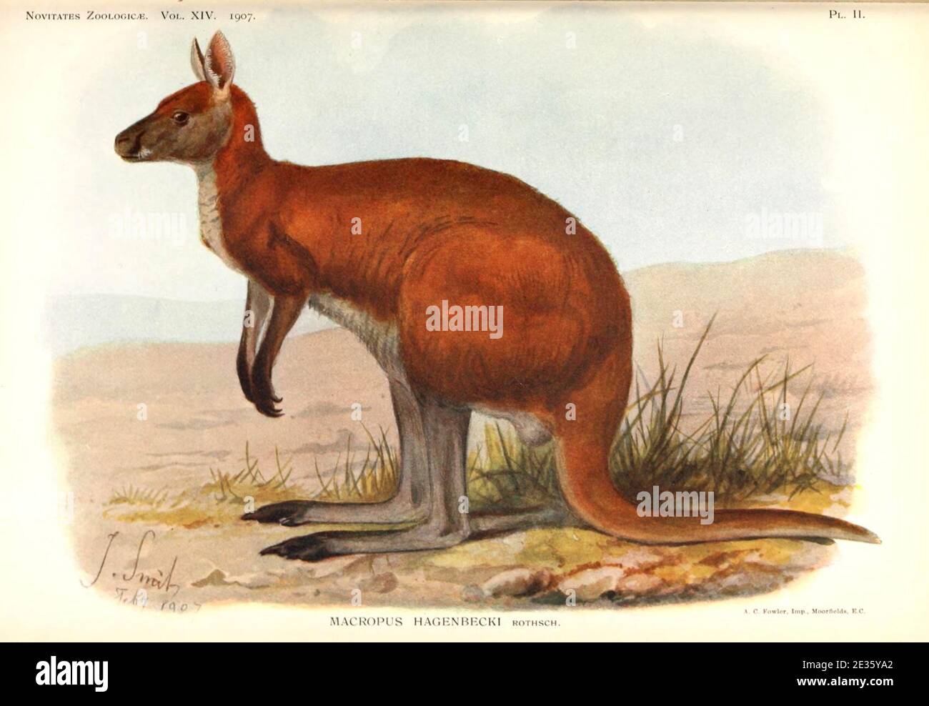 Macropus hagenbecki 1907 Stock Photo - Alamy