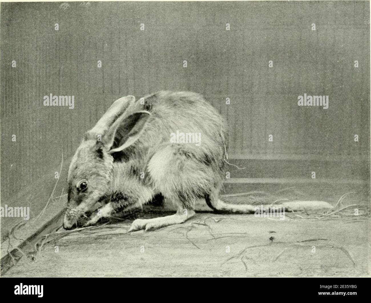 Macrotis lagotis hi-res stock photography and images - Alamy