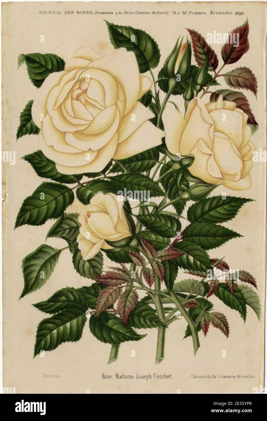 Combet hi-res stock photography and images - Alamy