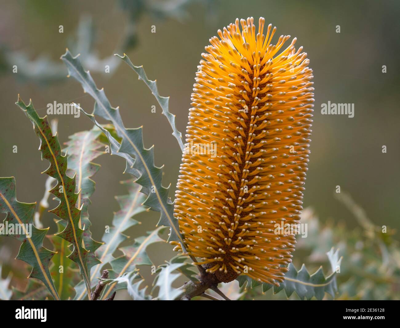 Banksia flower hi-res stock photography and images - Alamy