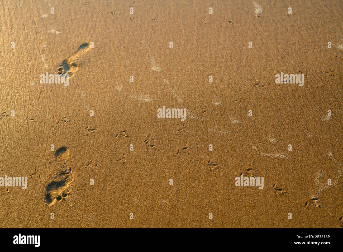 Birds footprints and footsteps of human feet on the sand on the beach ...