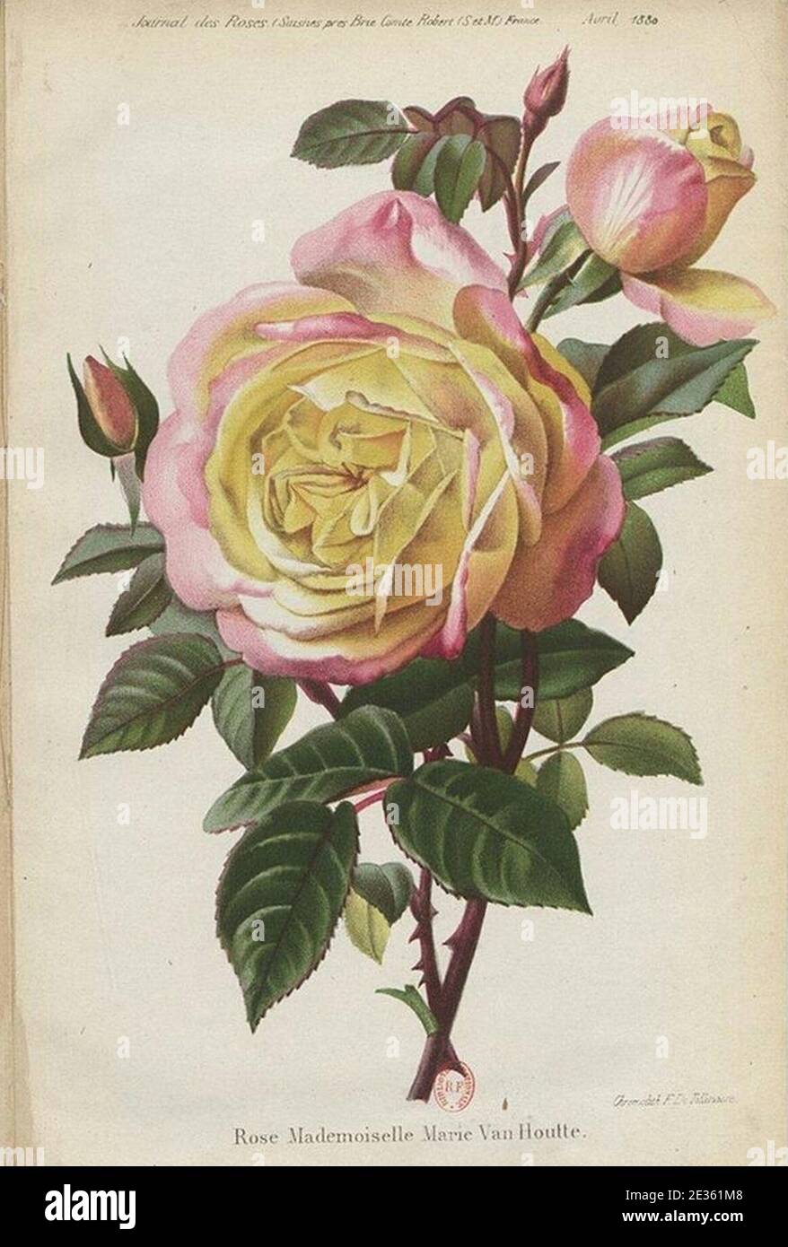 Marie van houtte hi-res stock photography and images - Alamy