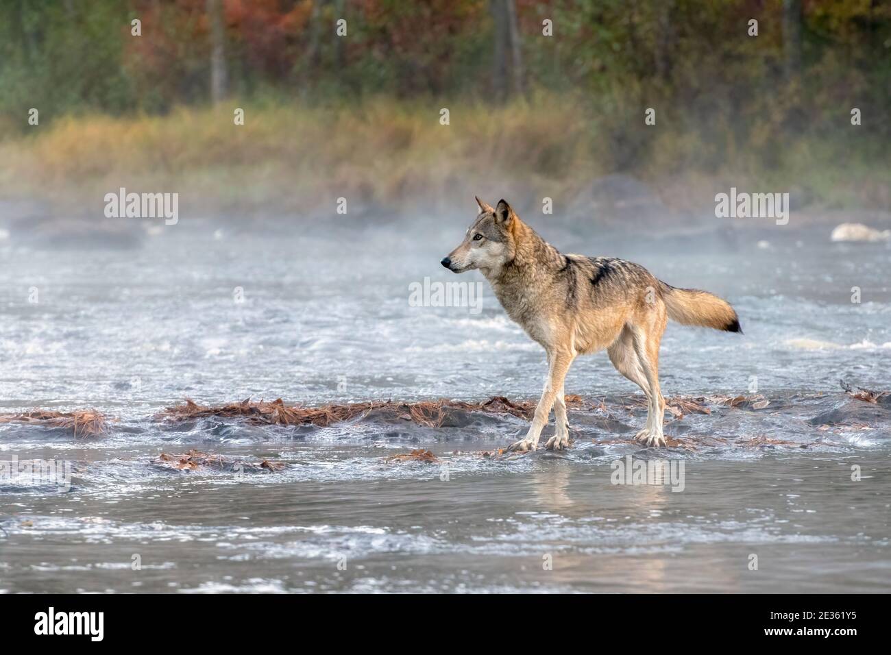 Grey Wolf crossing a Misty River at Dawn Stock Photo - Alamy