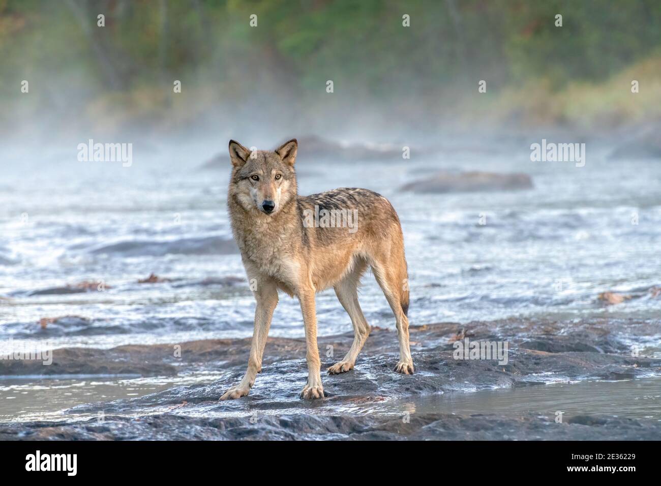 Wolf midstream hi-res stock photography and images - Alamy