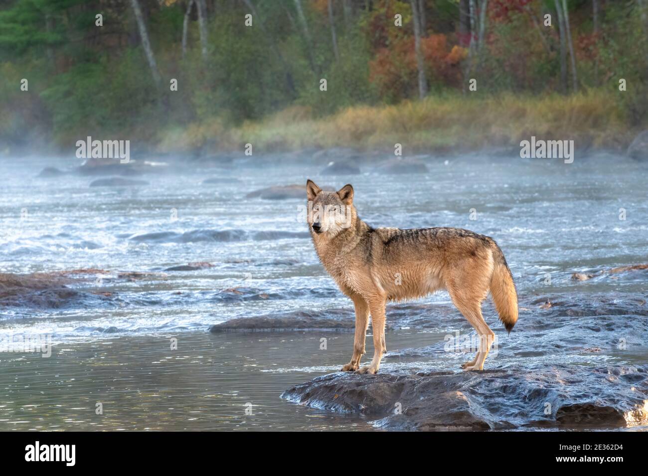 Wolf river hi-res stock photography and images - Alamy