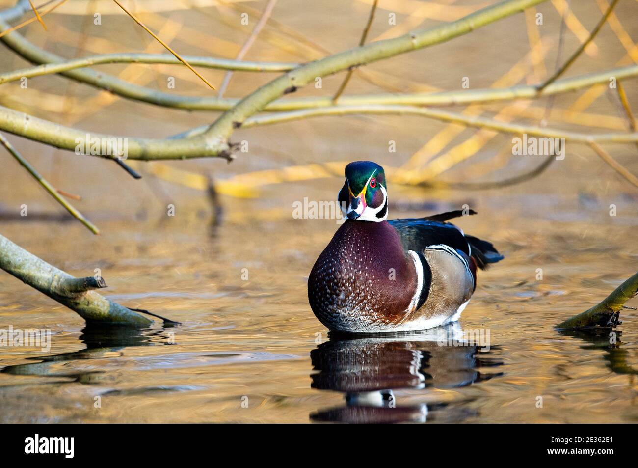 The colorful and beautiful wood duck swimming in the lake in a park ...