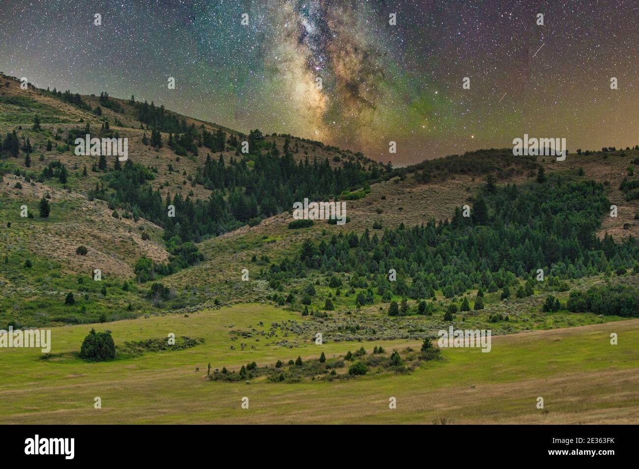 Starry conifers hi-res stock photography and images - Alamy