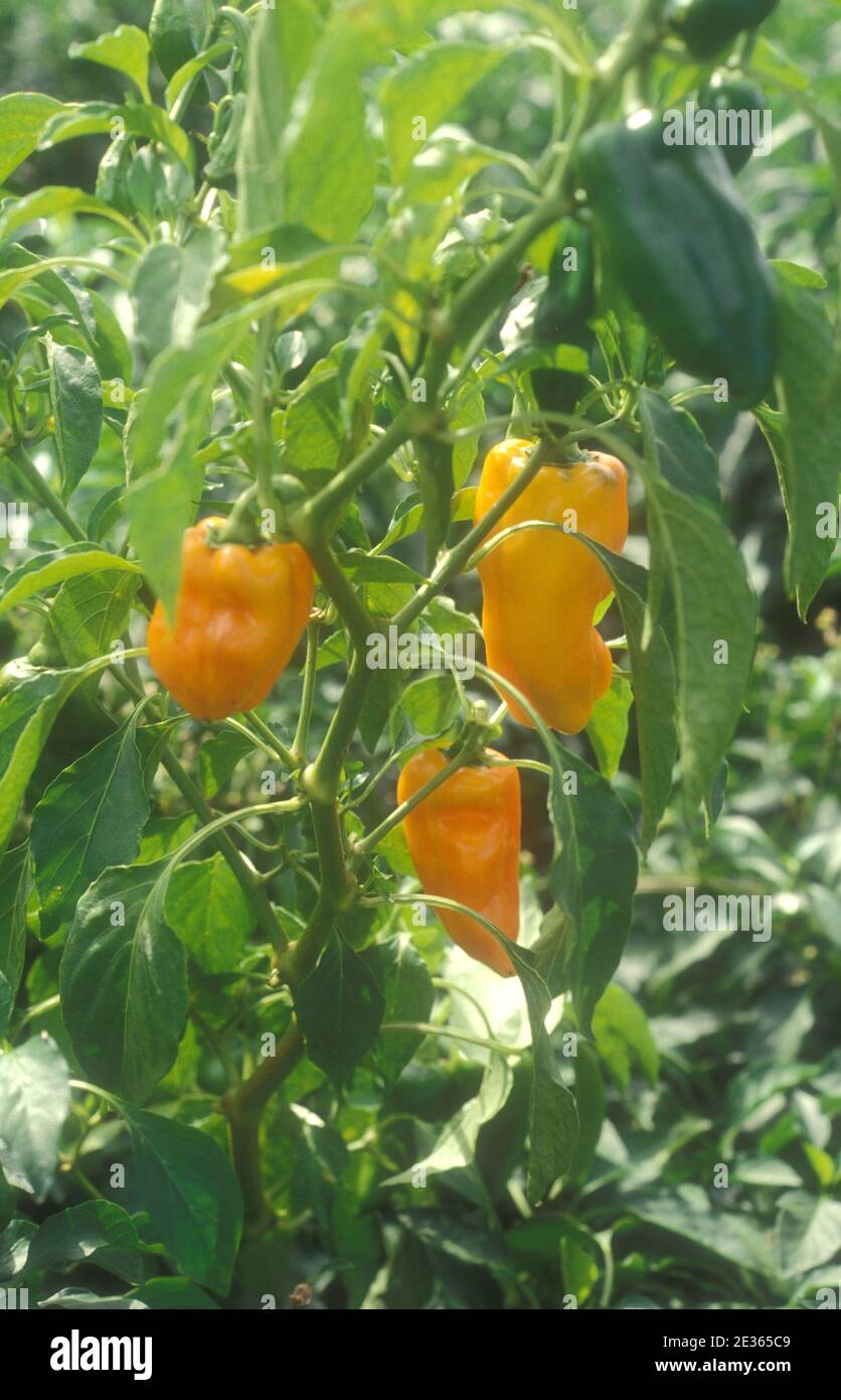 'BULLHORN' PEPPERS HAVE A RICH ORANGE-YELLOW SKIN (CAPSICUM ANNUUM ...