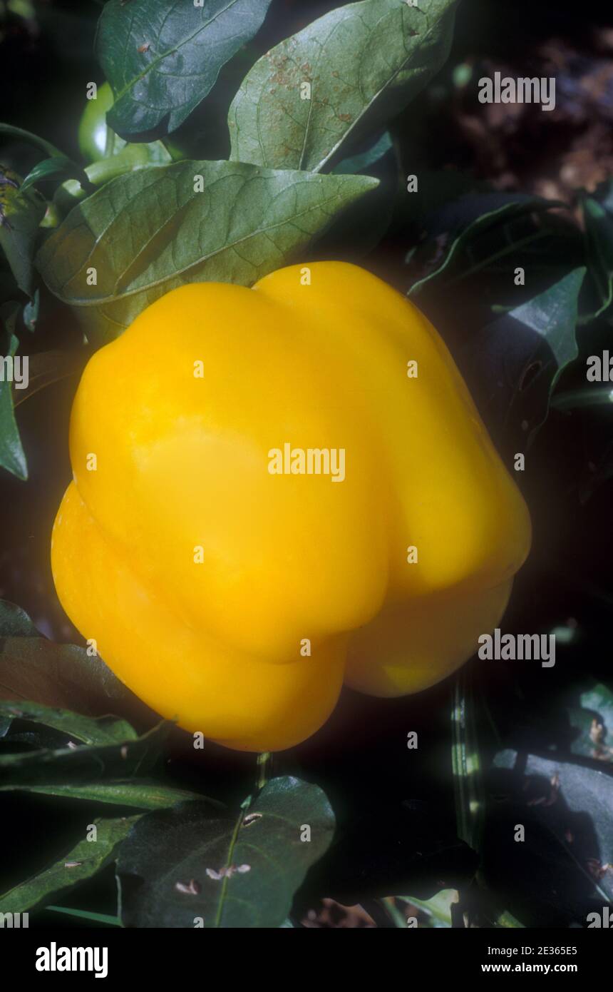 Bell pepper plants hi-res stock photography and images - Alamy