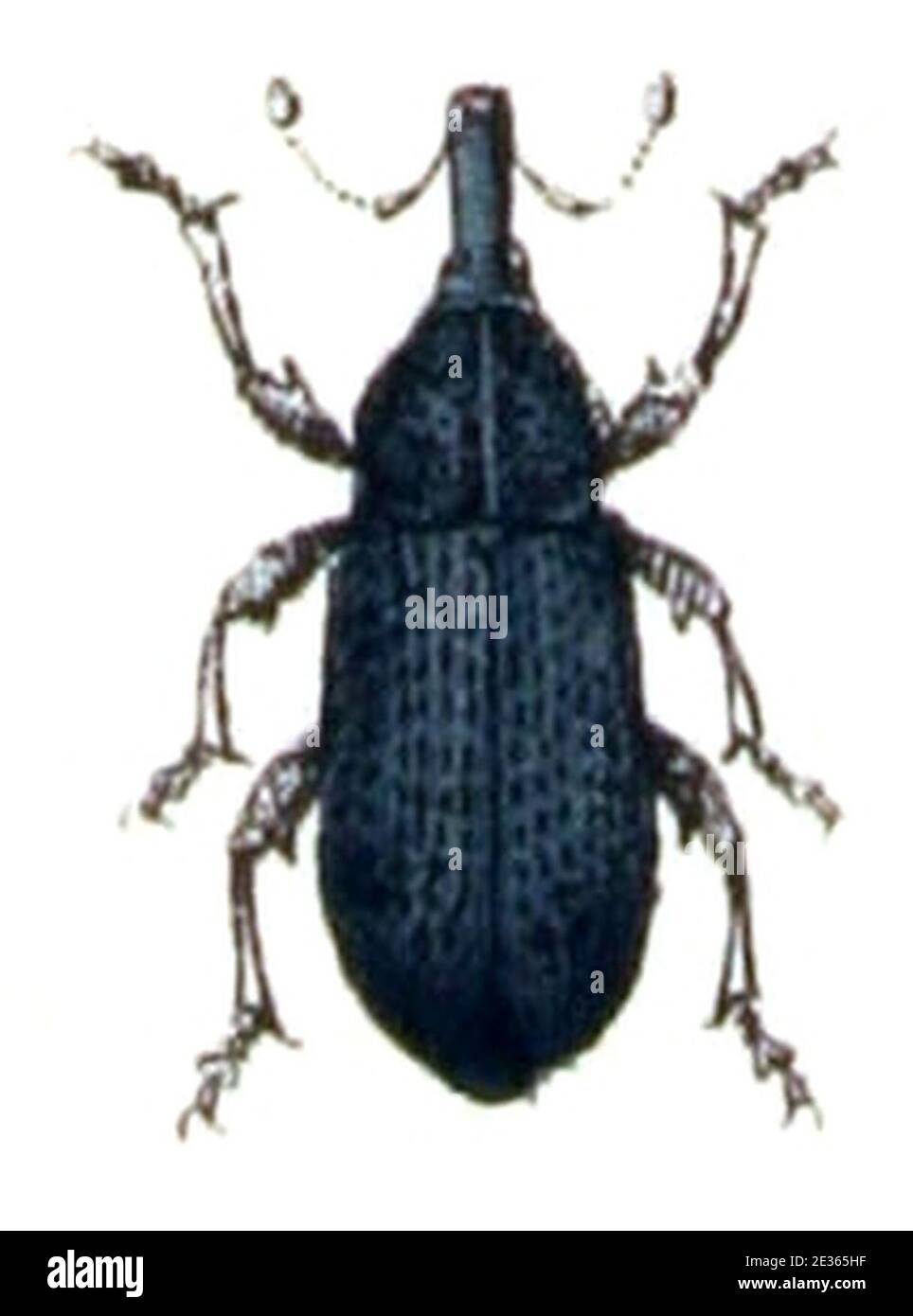 Magdalis violacea hi-res stock photography and images - Alamy