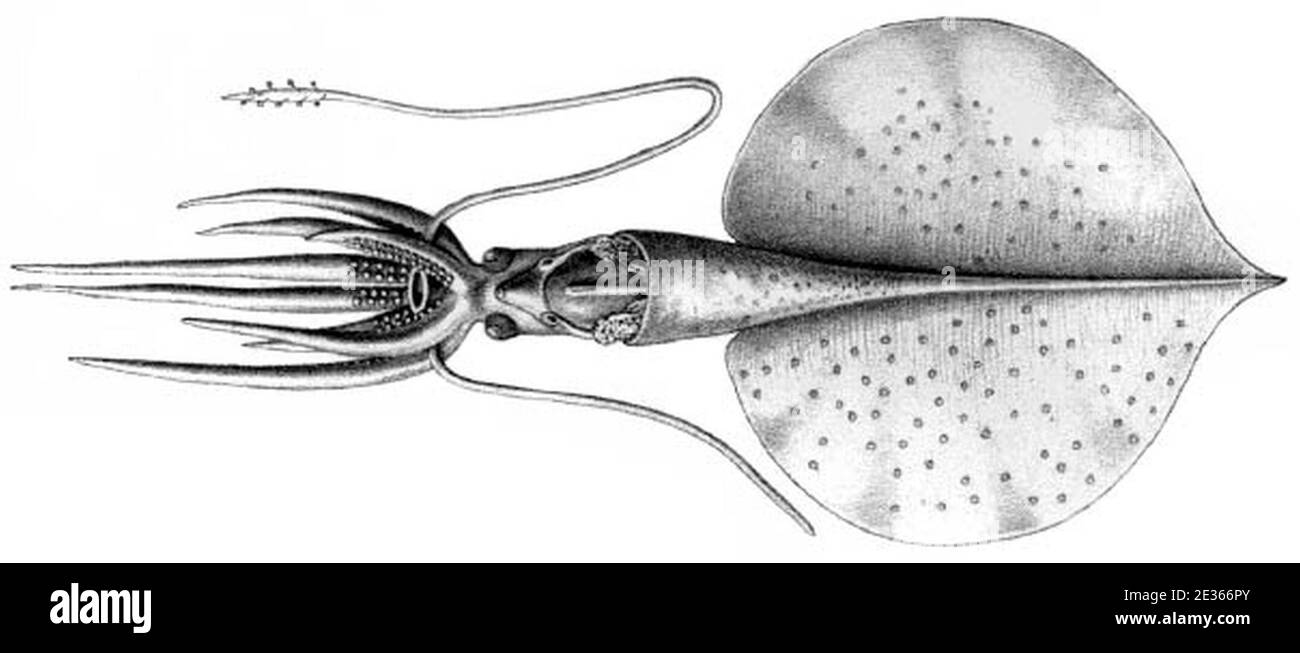 Magnapinna hi-res stock photography and images - Alamy