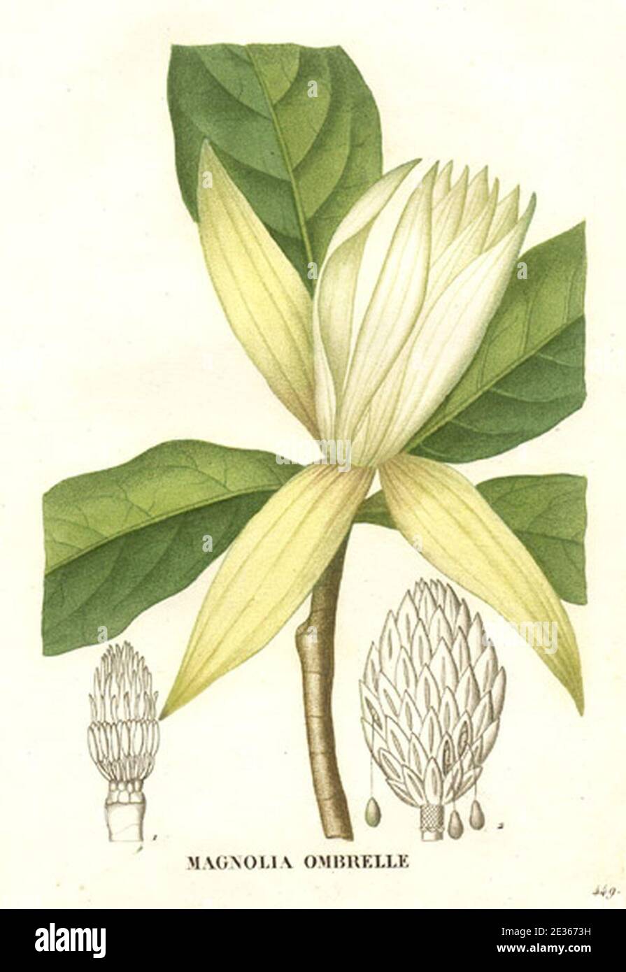 Magnolia tripetala hi-res stock photography and images - Alamy