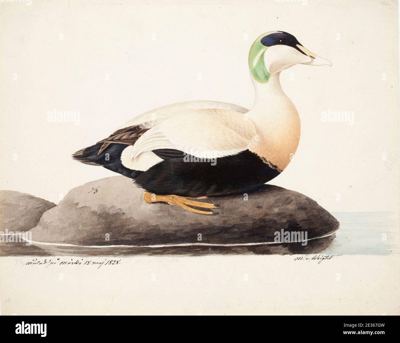 Magnus von Wright - Common Eider, Male Stock Photo - Alamy
