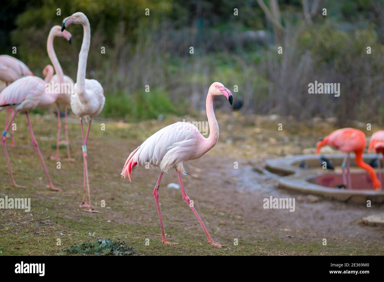Pink flamingo bush hi-res stock photography and images - Alamy