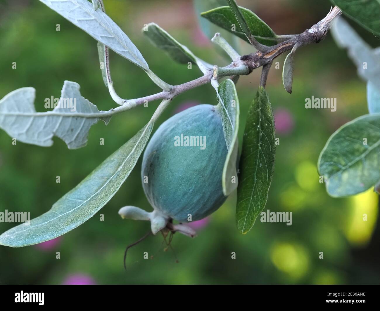 Fruits edible hi-res stock photography and images - Alamy