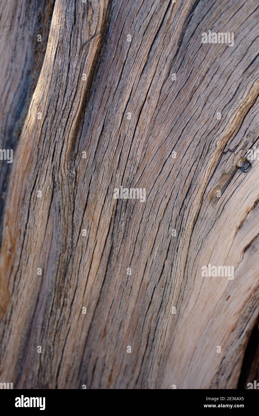 Cupressaceae hi-res stock photography and images - Alamy