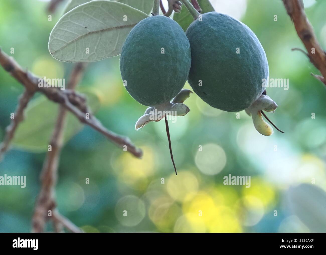 Macro of pineapple guava tree with fruits Stock Photo - Alamy